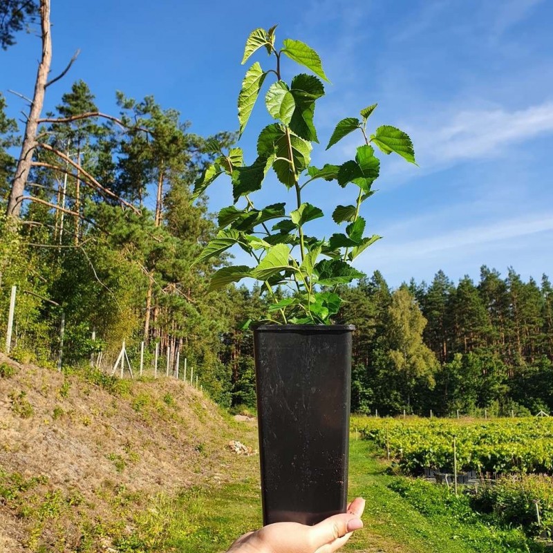 Morwa biała Gerardi's Dwarf 2L - cena od 34.99 zł | Wedrowski.pl