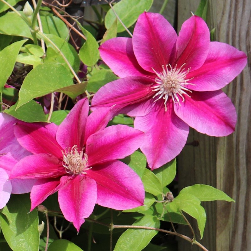 Powojnik Clematis wielkokwiatowy Sunset 1L - cena od 25.99 zł ...