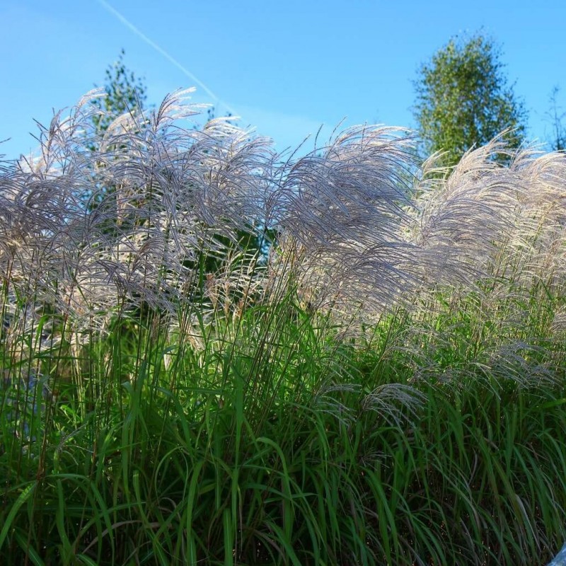 Miskant chiński Memory 2L - cena od 27.99 zł | Wedrowski.pl